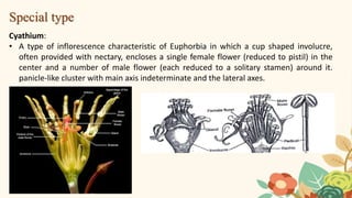 Morphology of inflorescence | PPTX
