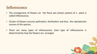 Morphology of inflorescence | PPTX
