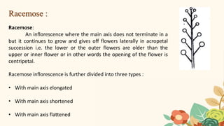 Morphology of inflorescence | PPTX