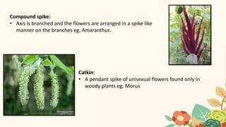 Morphology of inflorescence | PPTX