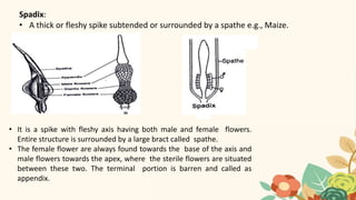 Morphology of inflorescence | PPTX