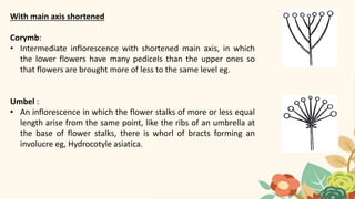 Morphology of inflorescence | PPTX