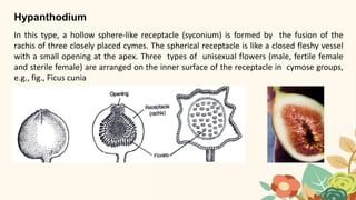 Morphology of inflorescence | PPT