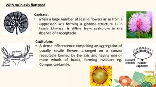 Morphology of inflorescence | PPT