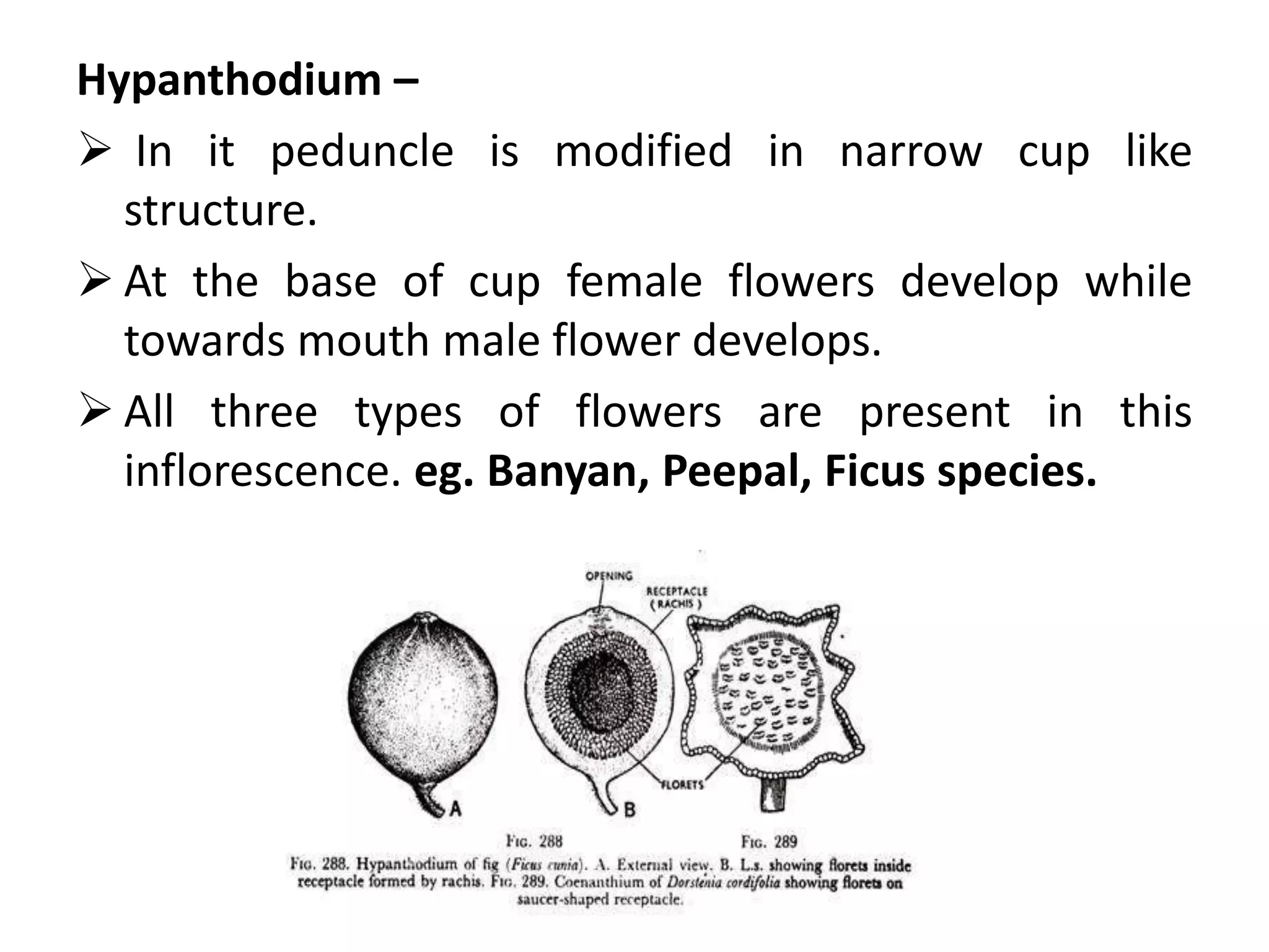 Morphology of Inflorescence.pptx