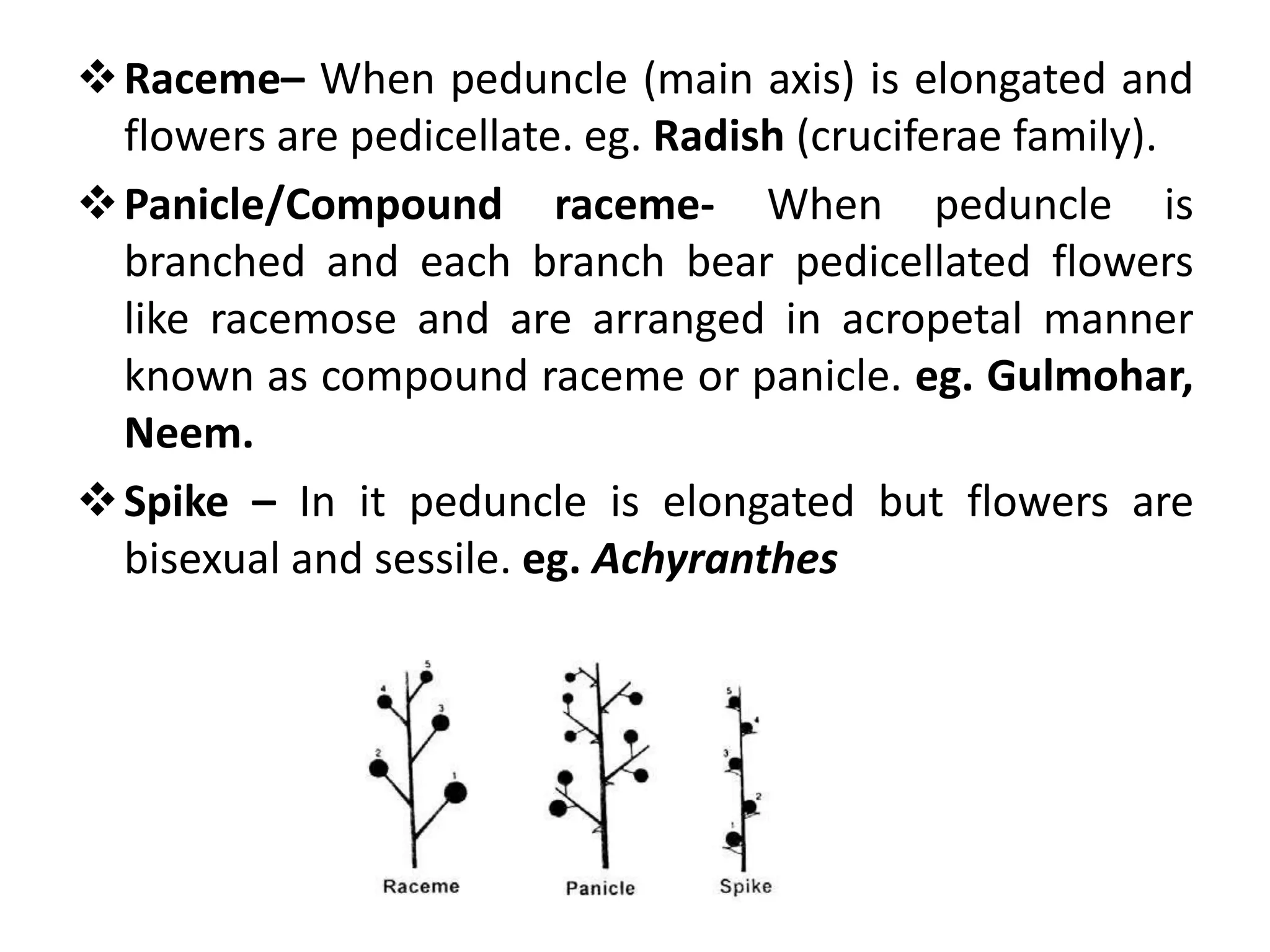 Morphology of Inflorescence.pptx