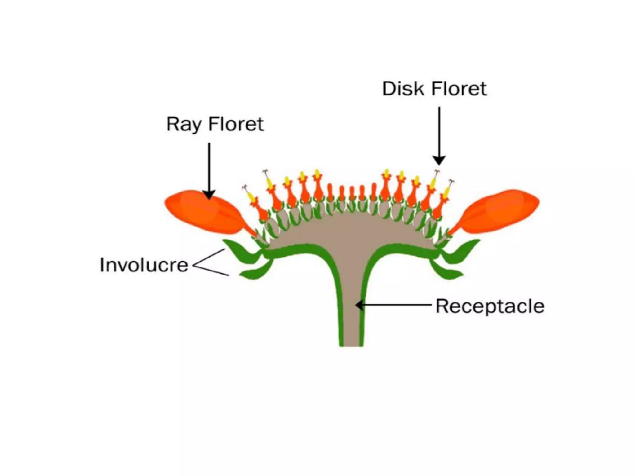 Morphology of Inflorescence.pptx
