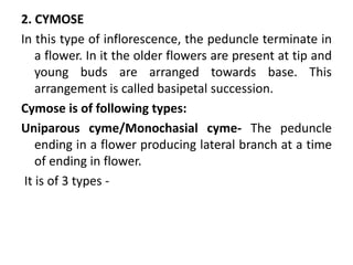 Morphology of Inflorescence.pptx