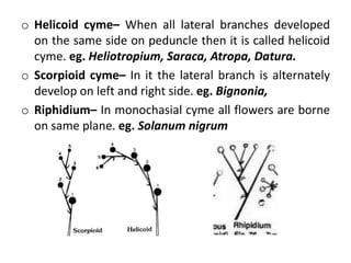 Morphology of Inflorescence.pptx