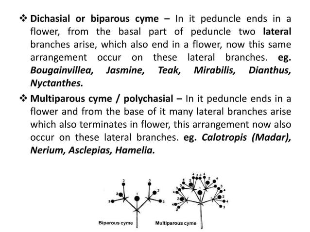 Morphology of Inflorescence.pptx
