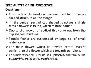 Morphology of Inflorescence.pptx
