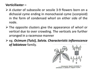 Morphology of Inflorescence.pptx