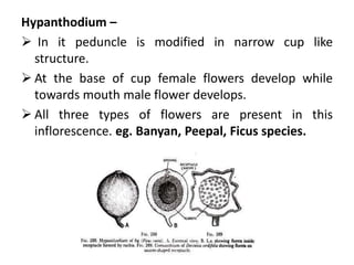 Morphology of Inflorescence.pptx