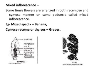 Morphology of Inflorescence.pptx