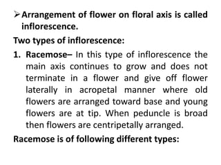 Morphology of Inflorescence.pptx