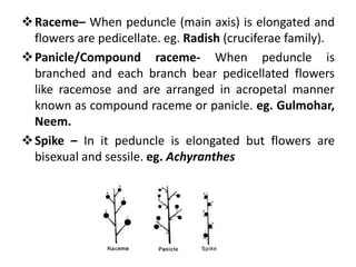 Morphology of Inflorescence.pptx