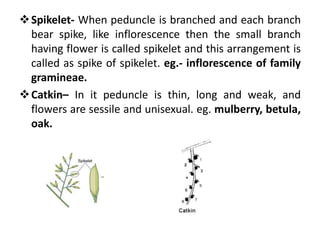 Morphology of Inflorescence.pptx