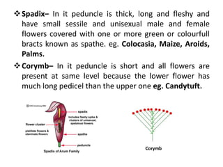 Morphology of Inflorescence.pptx