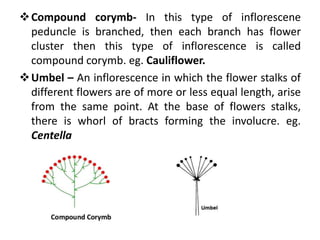 Morphology of Inflorescence.pptx