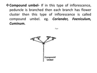 Morphology of Inflorescence.pptx