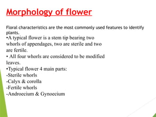 Morphology of inflorescence (Stamens & Carpel).pptx