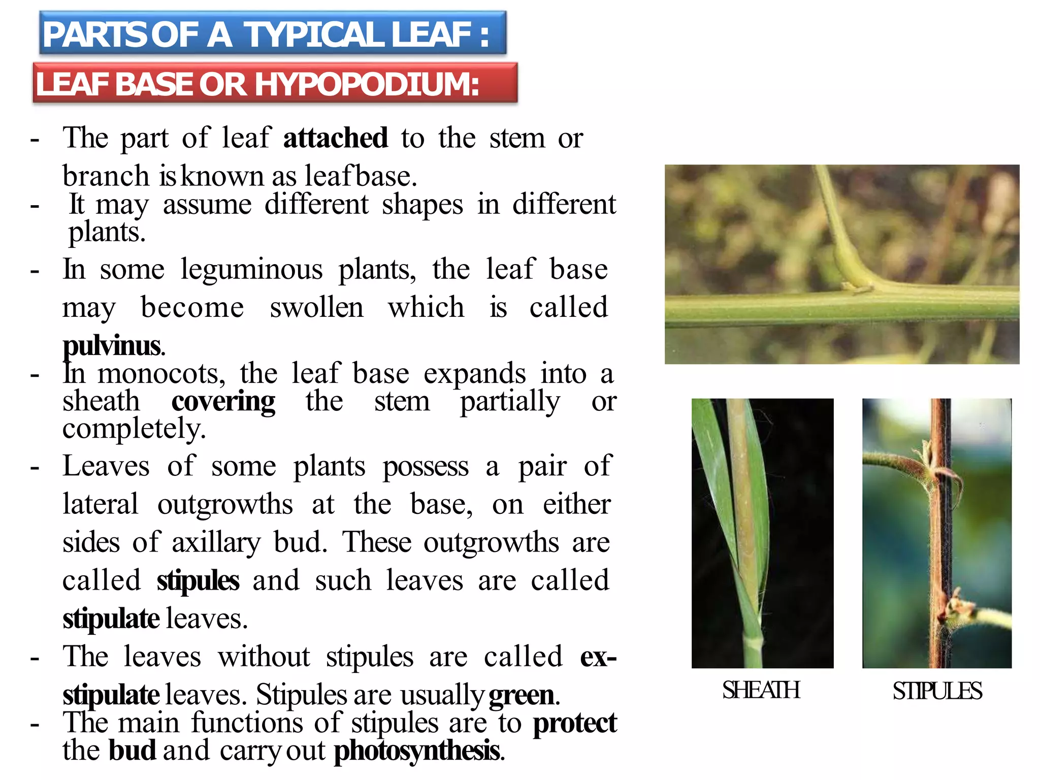 Morphology of leaf | PPTX