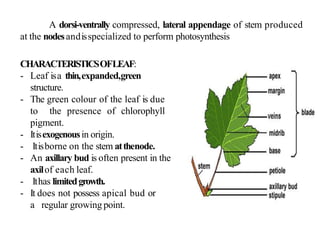 Morphology of leaf | PPTX