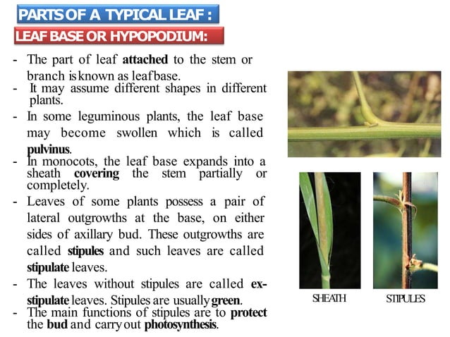 Morphology Of Leaf PPT Morphology Of Leaf PPT