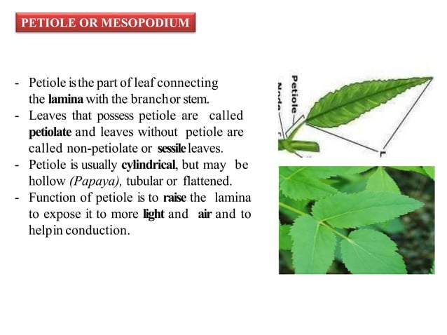 Morphology of leaf | PPT