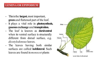 Morphology of leaf | PPT