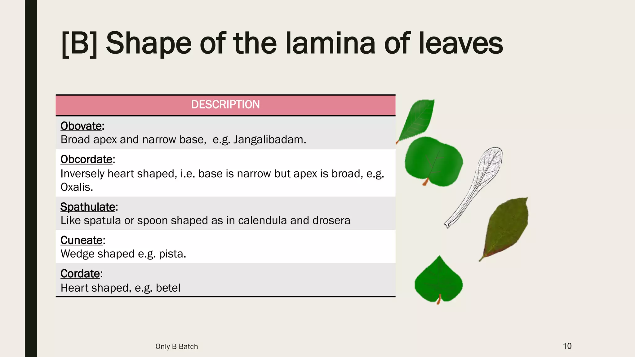 Morphology of leaf | PDF