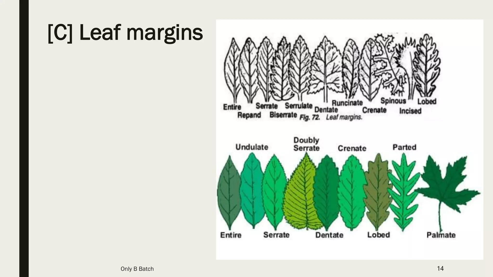 Morphology of leaf | PDF