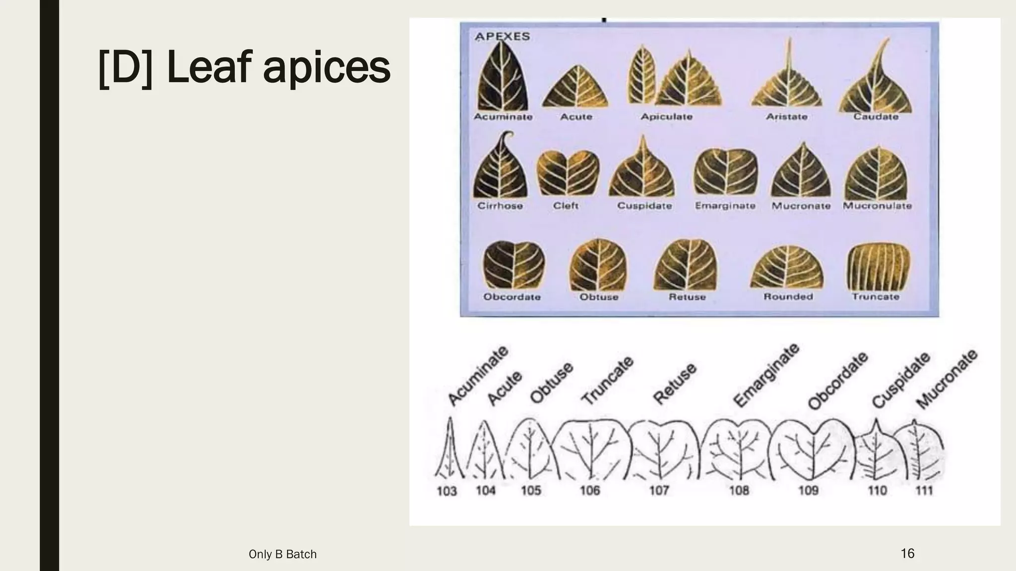 Morphology of leaf | PDF