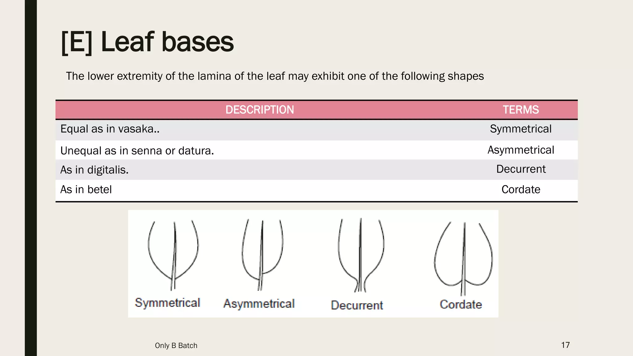Morphology of leaf | PDF