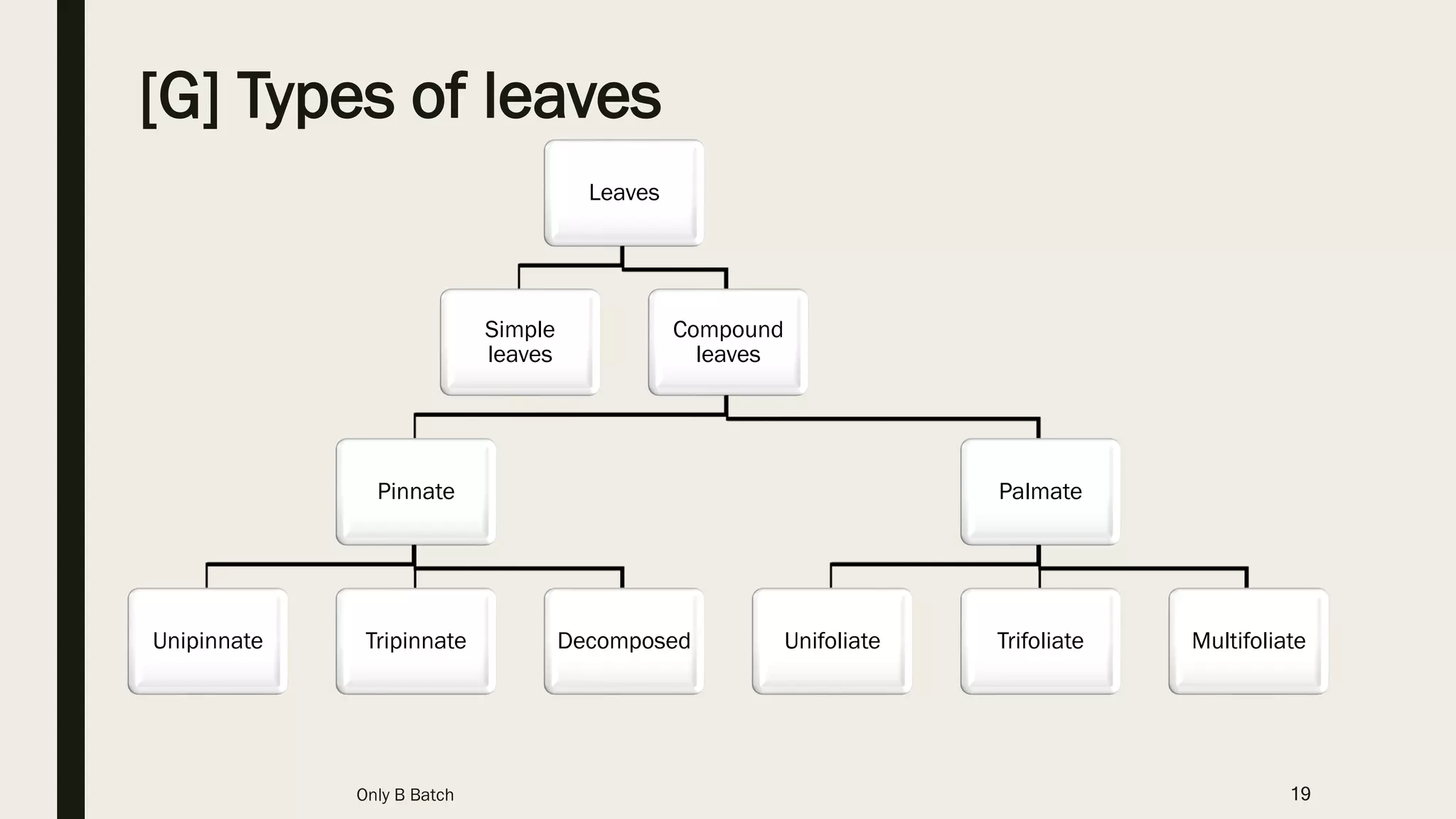 Morphology of leaf | PDF