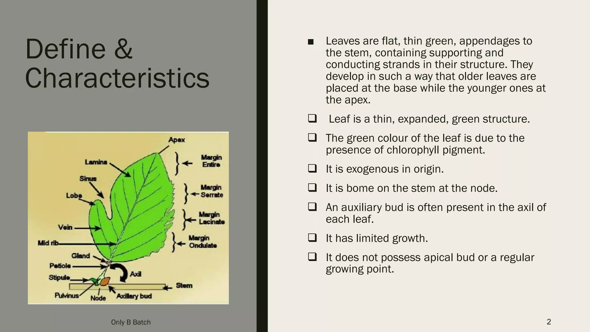 Morphology of leaf | PDF