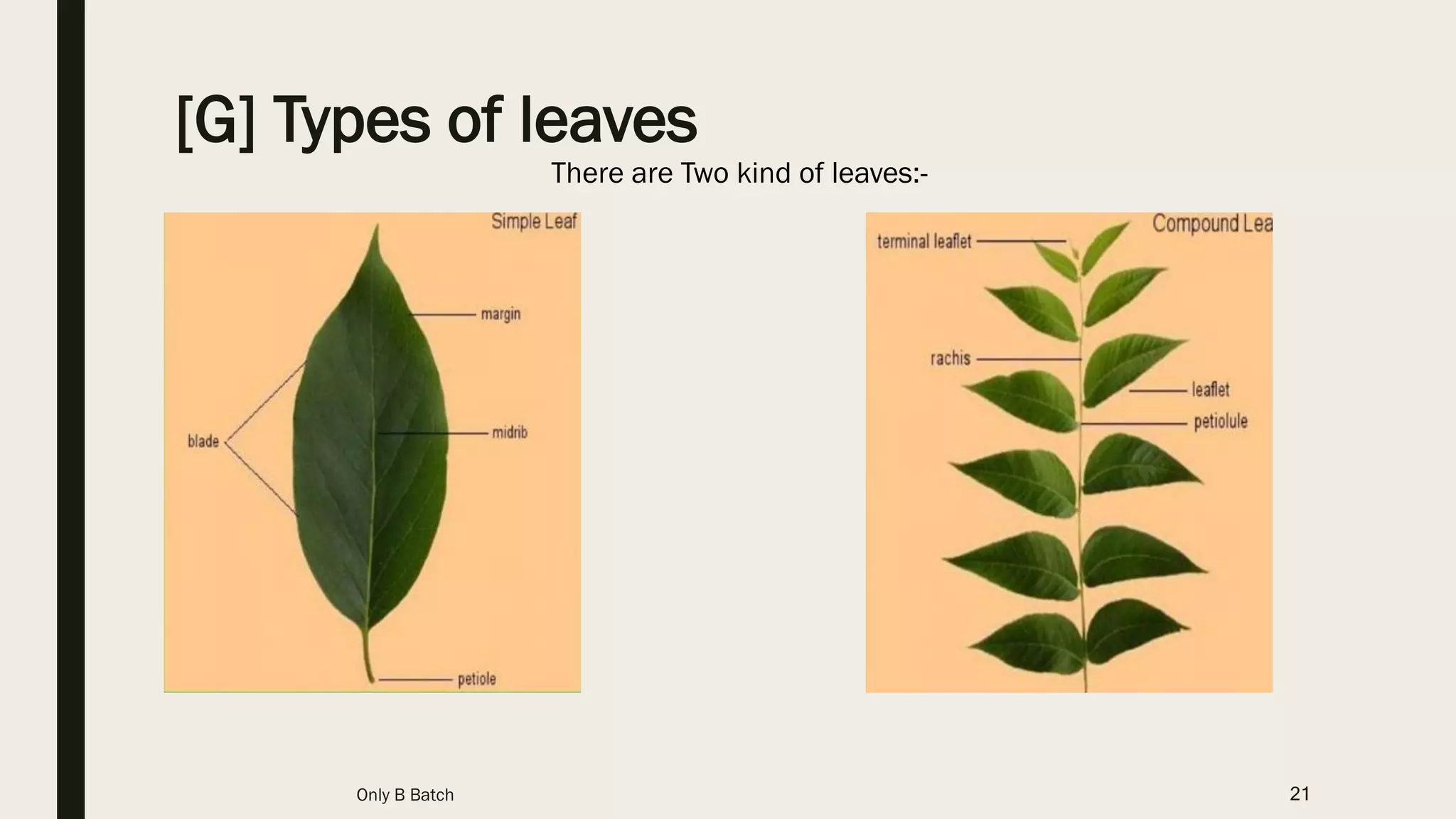 Morphology of leaf | PDF