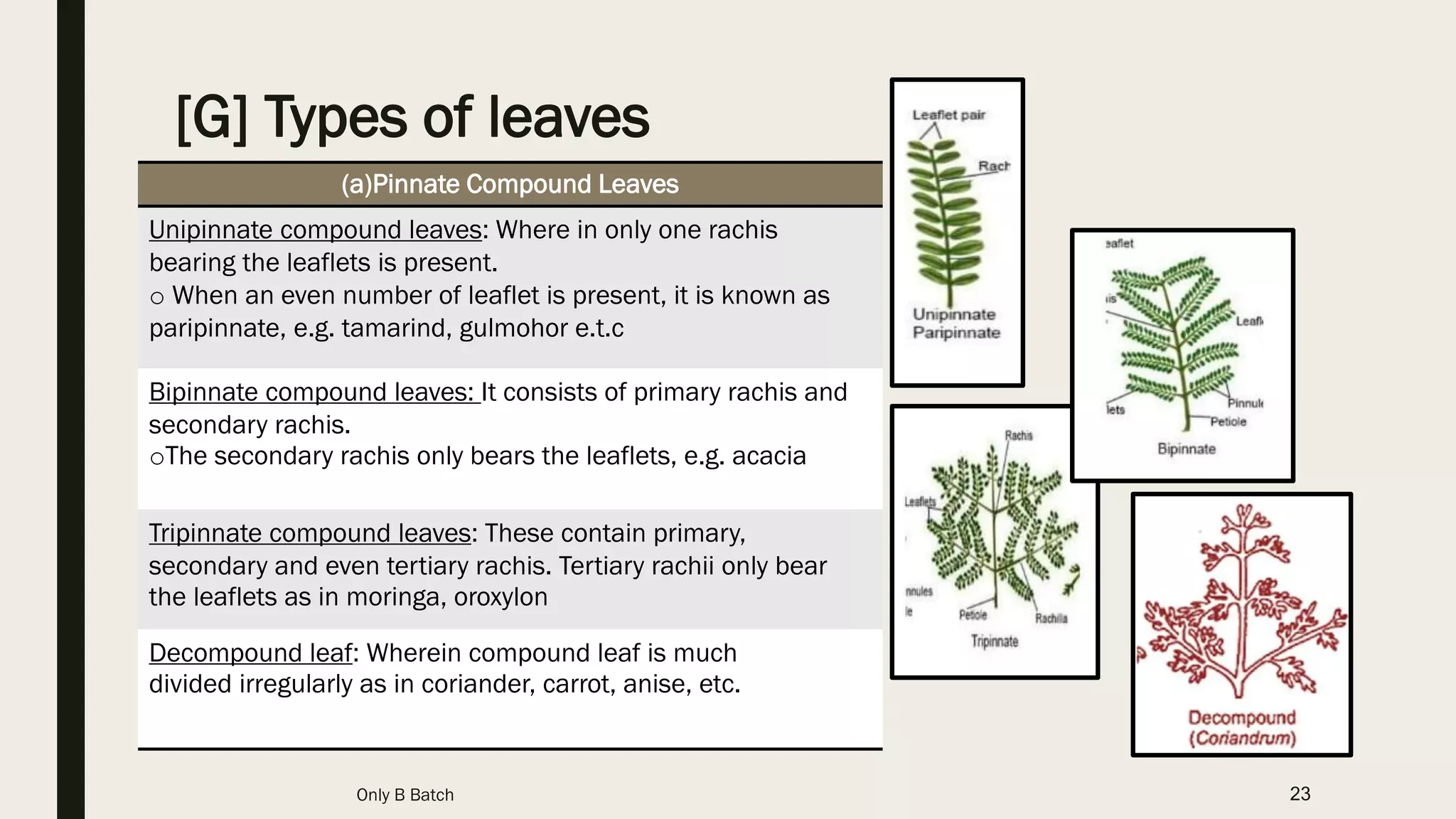 Morphology of leaf | PDF