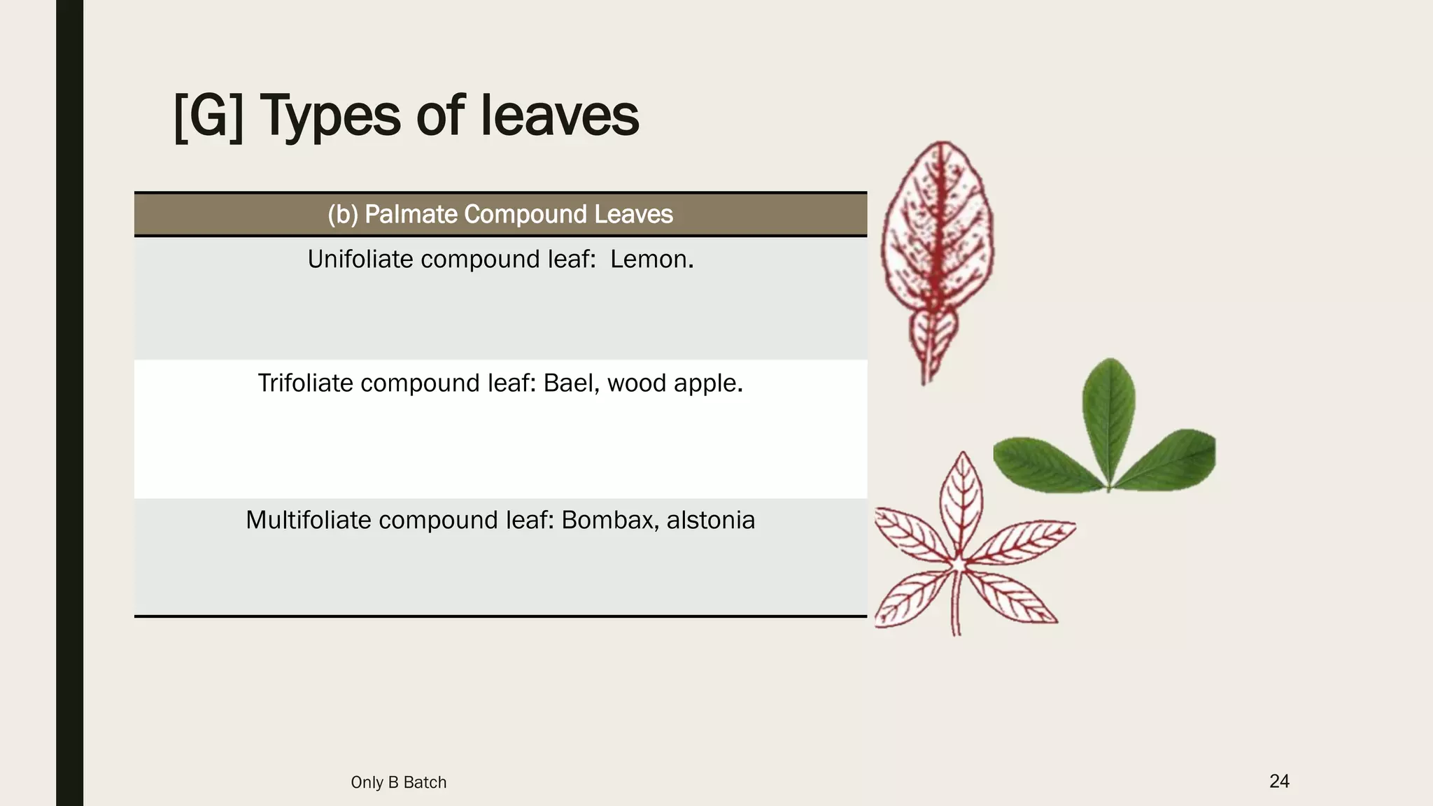 Morphology of leaf | PDF