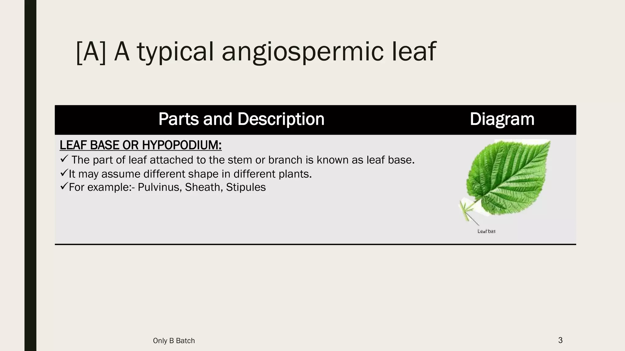 Morphology of leaf | PDF