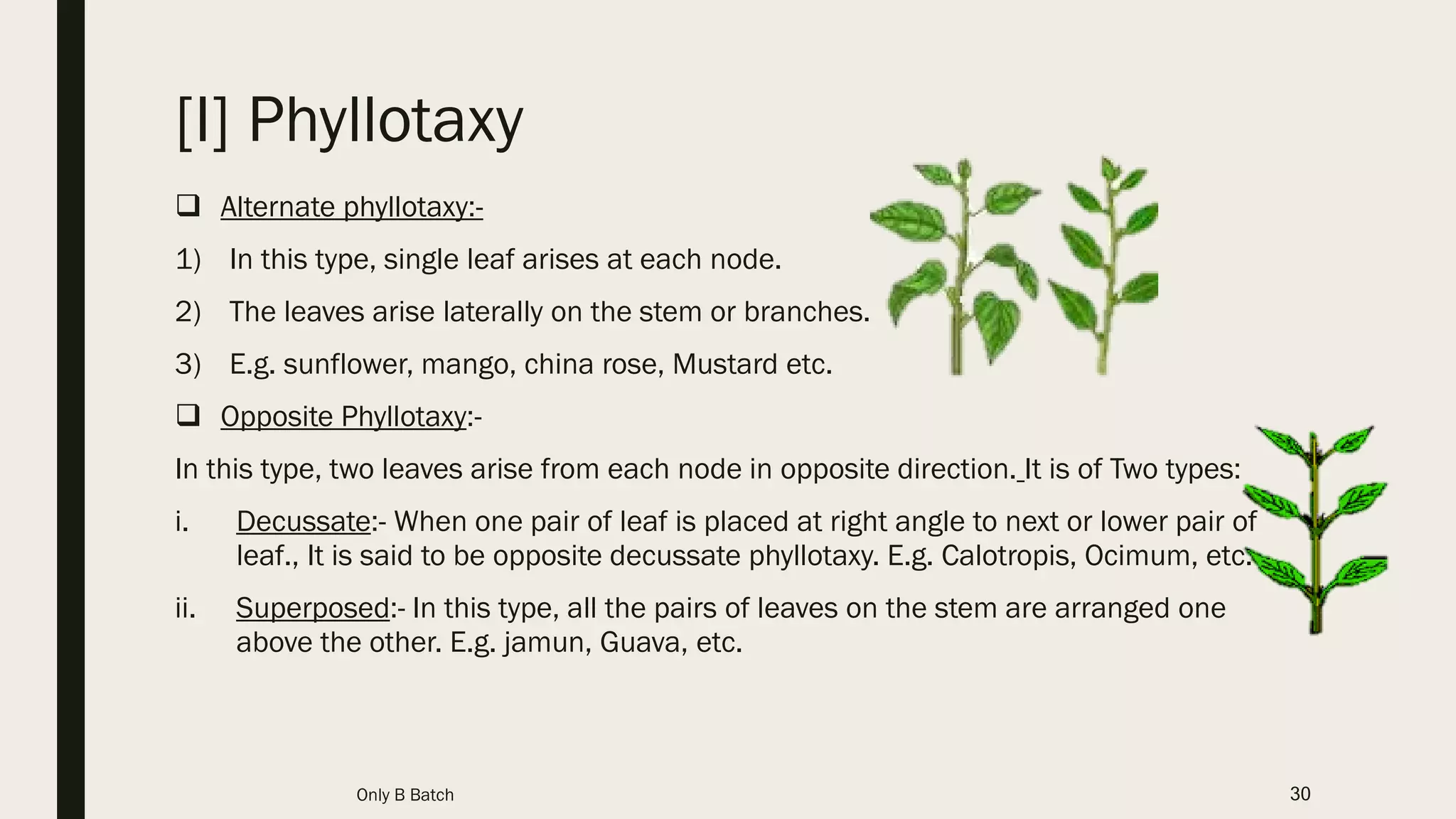 Morphology of leaf | PDF