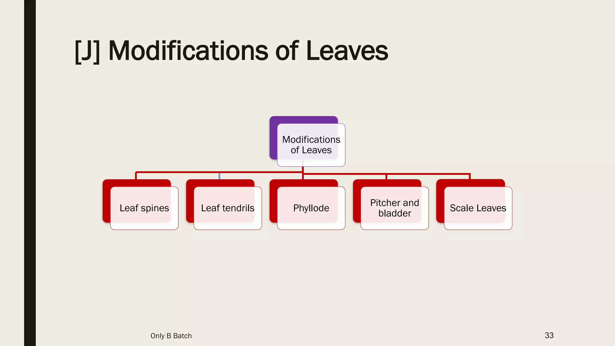 Morphology of leaf | PDF