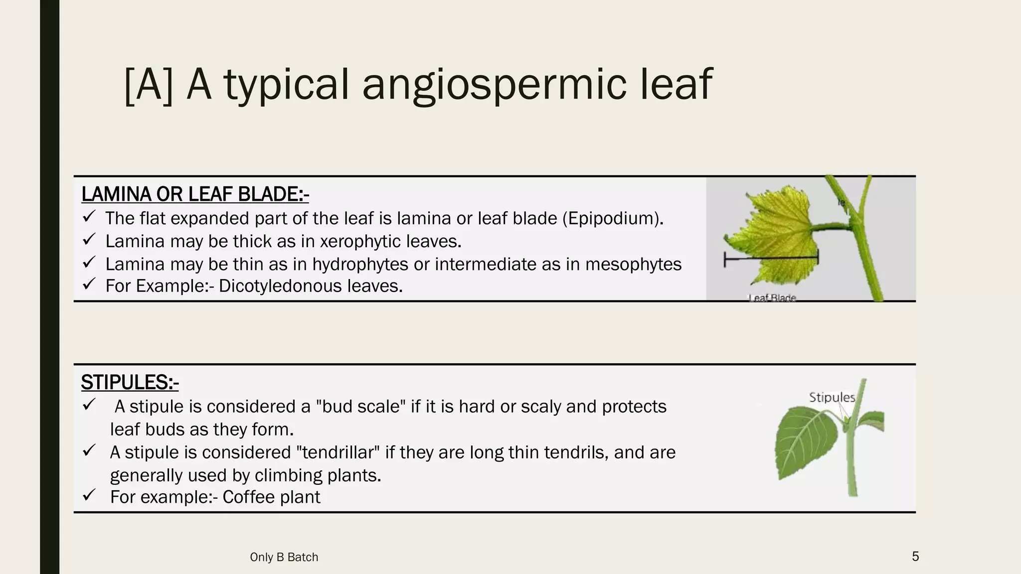 Morphology of leaf | PDF