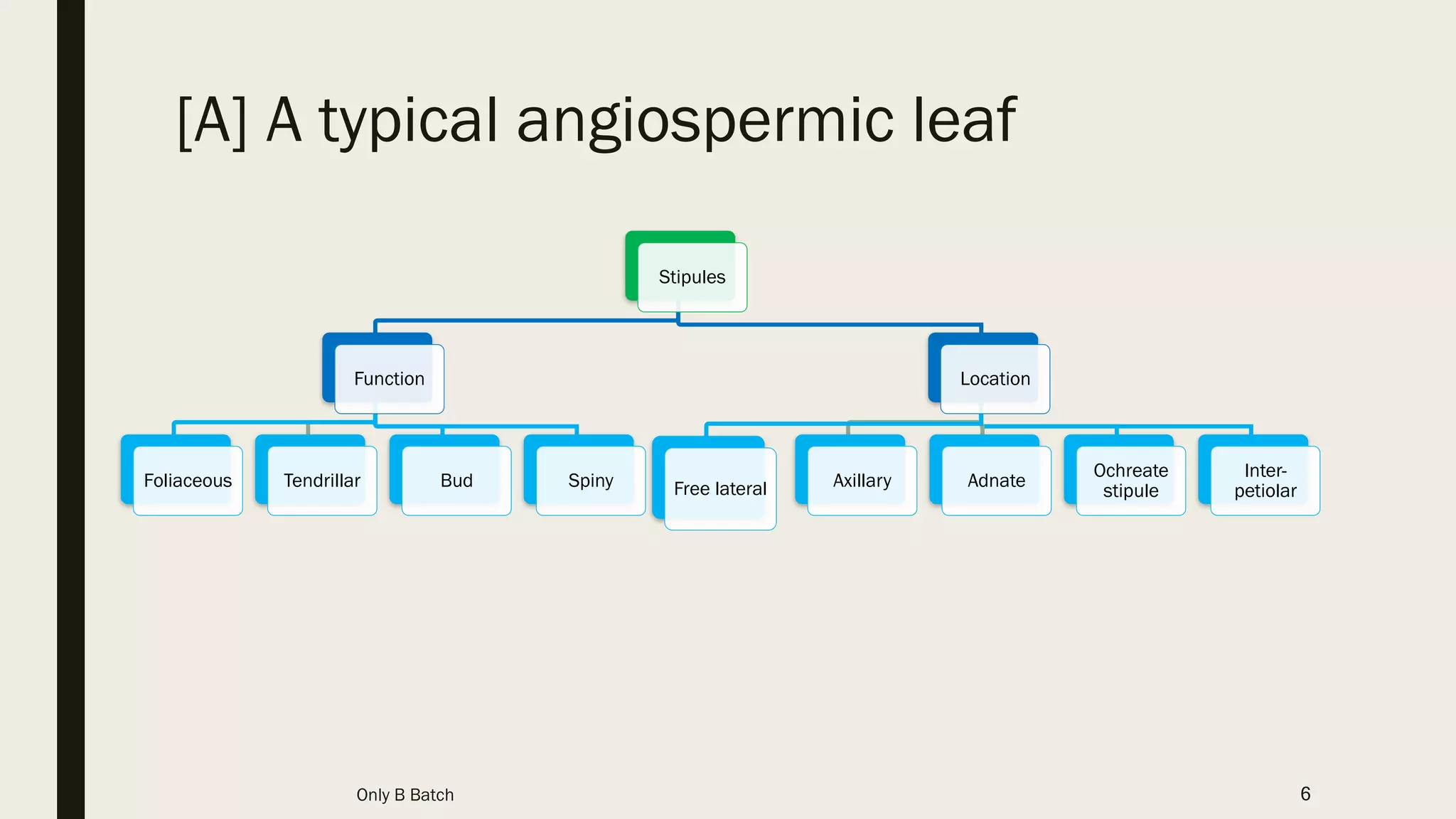 Morphology of leaf | PDF