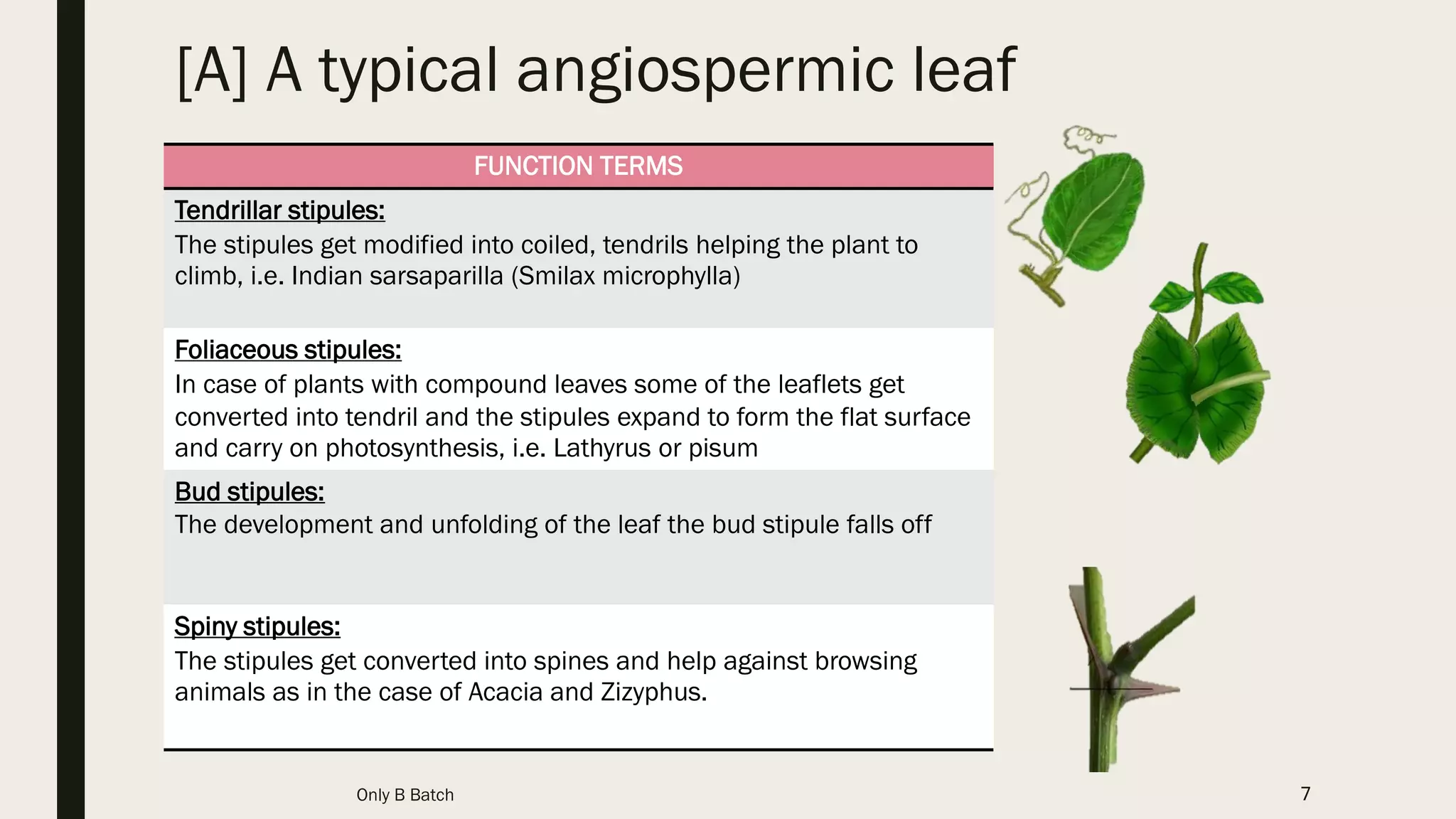 Morphology of leaf | PDF