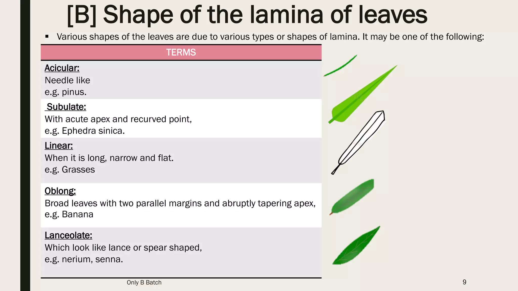 Morphology of leaf | PDF