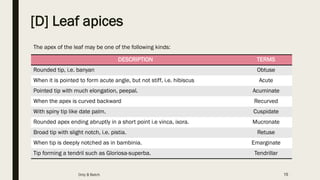 Morphology of leaf | PDF