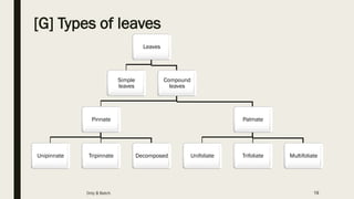 Morphology of leaf | PDF