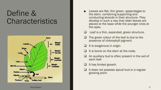 Morphology of leaf | PDF