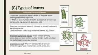 Morphology of leaf | PDF